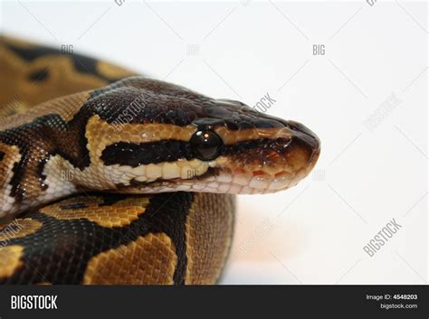 Ball Python Head
