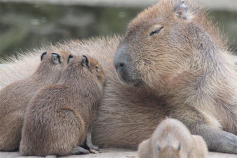 Capybara Hears The Patter Of Twelve Tiny Feet London Mums Magazine