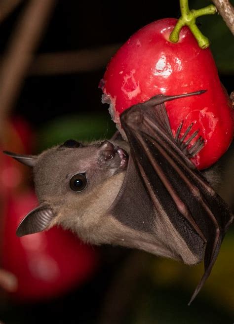 Индийский коротконосый крылан Greater Short Nosed Fruit Bat Cynopterus