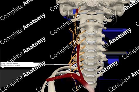 Long Thoracic Nerve Complete Anatomy