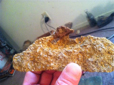 Arkansas River Fossils Northeast Oklahoma Fossil Id The Fossil Forum