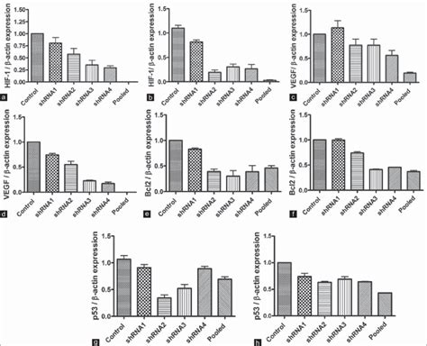 Expression Measurement Of Selected Genes Downstream Of Wee1