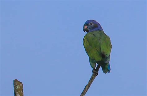 Cannundrums Blue Headed Parrot