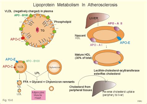 Apoproteina Apolipoprotein Lpa
