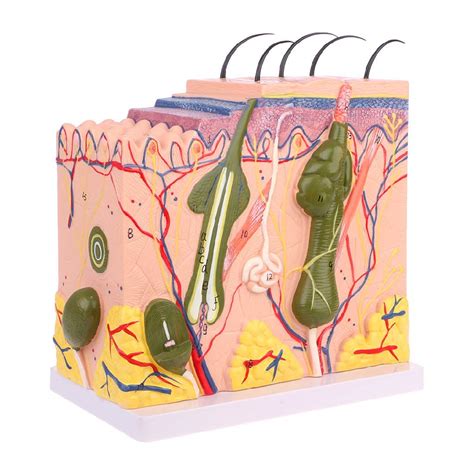 Buy Loadfckcer Anatomical Model Human Skin And Hair Structure D Model