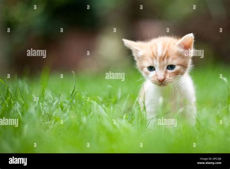 Sad Lonely Kitten Stock Photo Alamy