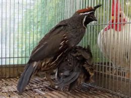 TA 859 ズアカカンムリウズラ 雄雌で キットウココ ペット部