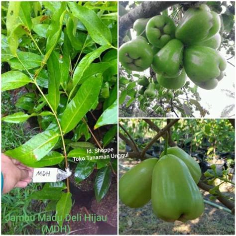 Jual Bibit Jambu Madu Deli Hijau MDH Shopee Indonesia