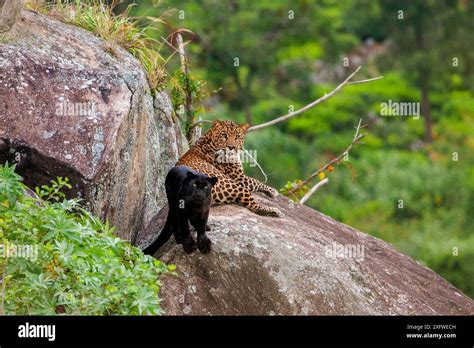 Leopard Panthera Pardus Spotted Male With Melanistic Female Resting On Rocks Tamil Nadu