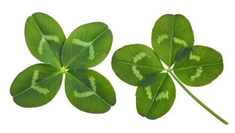 3 Leaf Clover Pngs For Free Download