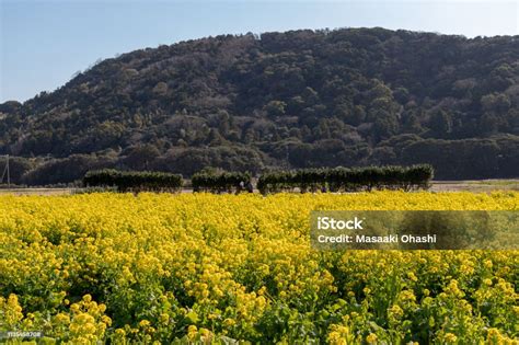 일본 지바 현 미나미 보소 시도 무라 역 유채 꽃 0명에 대한 스톡 사진 및 기타 이미지 0명 1월 2월 Istock