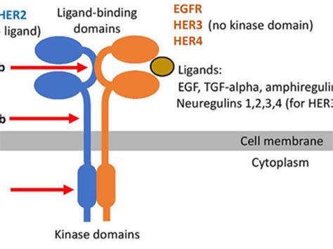 Tumor Suppressor Genes And Proto Oncogenes