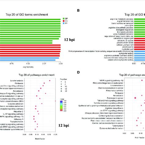 Functional Enrichment Analysis Identified Major Biological Processes
