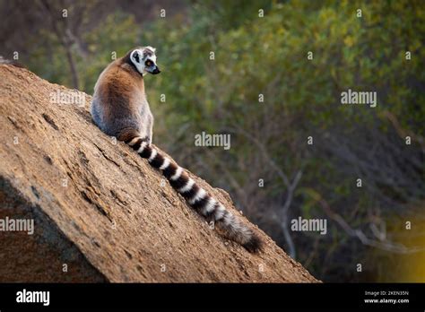 Ring Tailed Lemur Lemur Catta Large Strepsirrhine Primate With Long