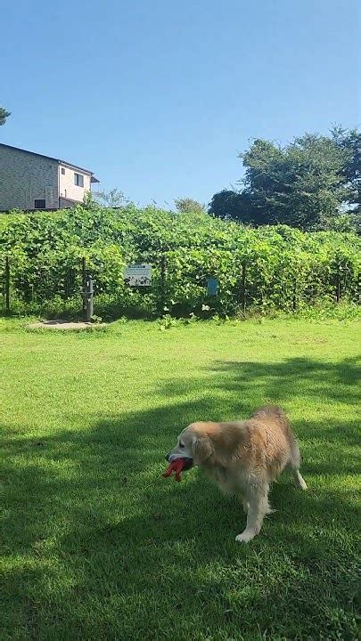 리트리버는 사랑입니다 Goldenretriever 골든리트리버 수영 강아지일상 Youtube