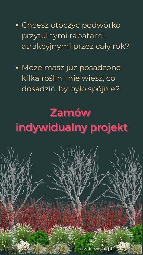 Projekt rabaty całorocznej Krzakowisko Szkoła Projektowania Ogrodów