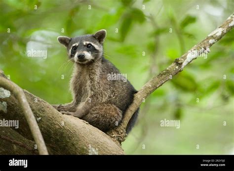 Crab Eating Raccoon Procyon Cancrivorus Adult Sitting In Tree