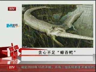 蟒蛇吞鳄鱼图片 蟒蛇图片鳄鱼 蟒蛇吞鳄鱼 第8页 大山谷图库