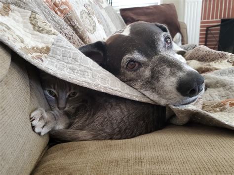 In Loving Memory Of Rex — California Gsp Rescue