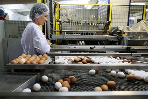 В Кемеровской области запустили производство инкубационных яиц ...