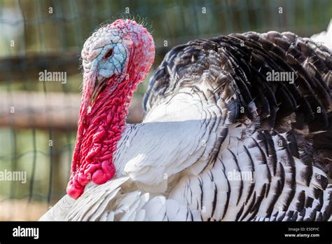 Crollwitzer Pute Hi Res Stock Photography And Images Alamy