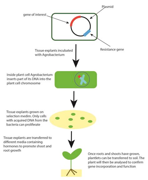 Plant Genetic Engineering Diagram