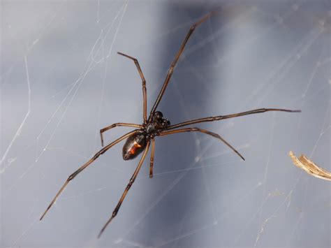 Redback Spider By Rachel 9a