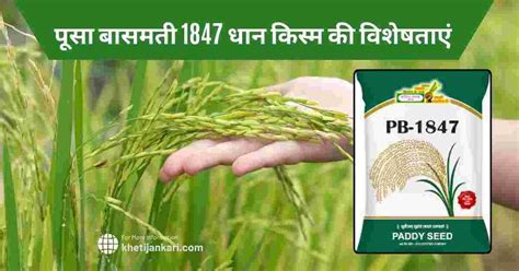 पूसा बासमती 1847 धान किस्म के बारे में संपूर्ण जानेंpb 1847 Paddy