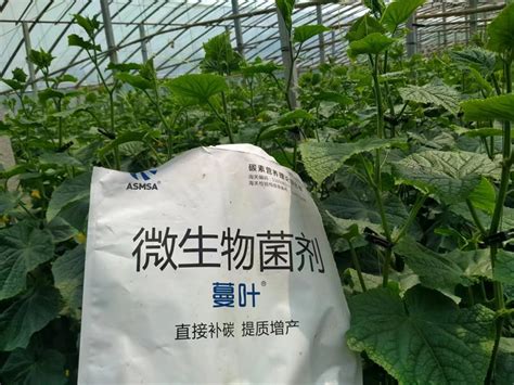 微生物菌剂如何选？胡总的选择