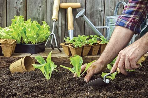 Semillas orgánicas de hortalizas para tu huerto Envíos a todo México