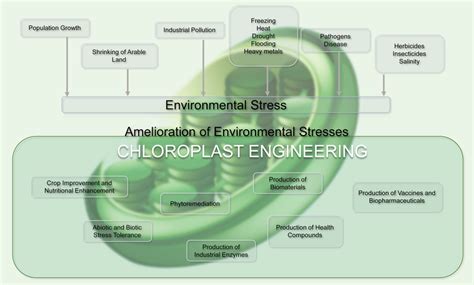 Contribution Of The Chloroplast Engineering Toward Amelioration Of The Download Scientific