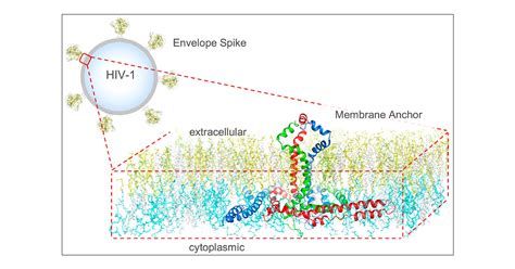 Hiv Envelope Structure