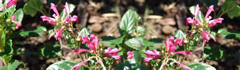 Scutellaria Suffrutescens Bradley Landscaping