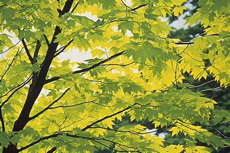 나무의 푸른 잎이 바람에 흔들리고 있다 계절 나뭇가지 나뭇잎 배경 일러스트 및 사진 무료 다운로드 Pngtree