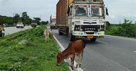 Stray Cows Turn Killers On Assam Roads The Story Mug