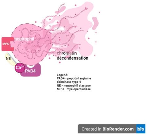 Ijms Free Full Text Neutrophil Pad4 Expression And Its Pivotal Role