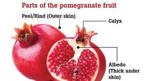 Nutritional And Medicinal Values Of Pomegranate News Features Daily