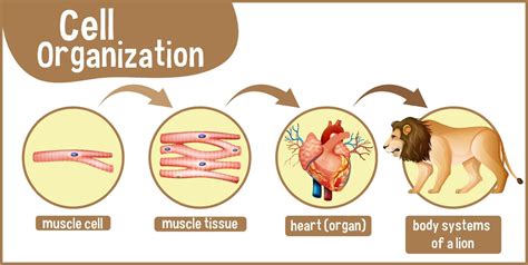 Diagram Showing Cell Organization In A Lion 3222933 Vector Art At Vecteezy