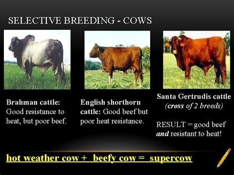 Artificial Selection Aka Selective Breeding Artificial Selection