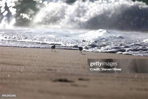 Steven Hines Photos And Premium High Res Pictures Getty Images