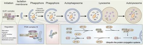Overview Of Autophagy Schematic Depicting The Main Autophagic