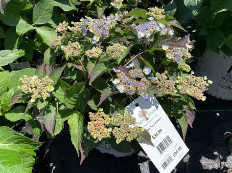 Hydrangea Tiny Tuff Stuff 3g • Cross Creek Nursery And Landscape