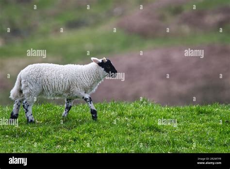Scottish Black Faced Sheep Ewe Hi Res Stock Photography And Images Alamy