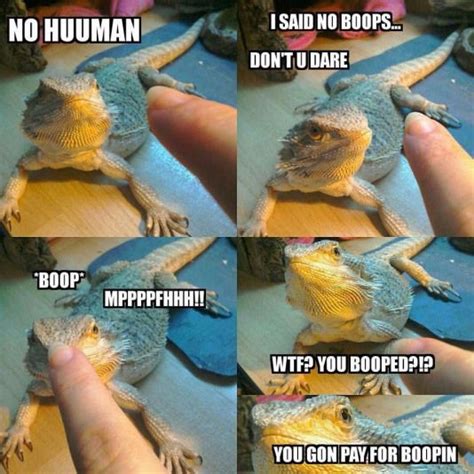 Im Dying Beardeddragonfunny Reptiles Cute Reptiles Bearded