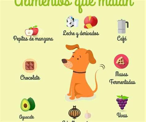 Frutas Y Verduras Que No Debes Darle A Tu Perro Mascotario