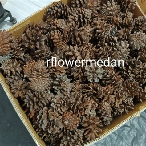Jual Bunga Pinus Buah Pinus Dried Flower Bunga Kering Shopee