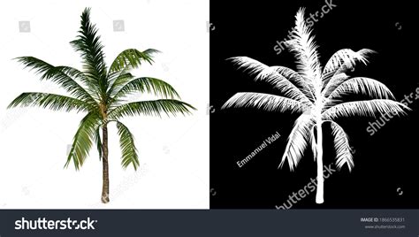 Front View Tree Adolescent Coconut Tree Stock Illustration 1866535831