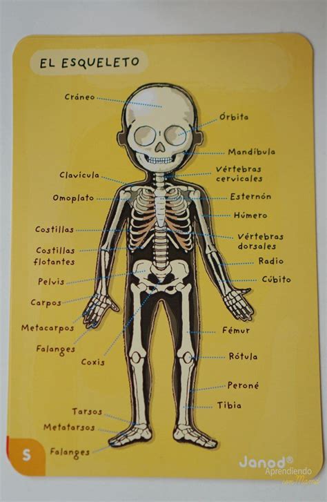 Aprendiendo Sobre El Esqueleto Esqueleto Humano Para Niños Tema