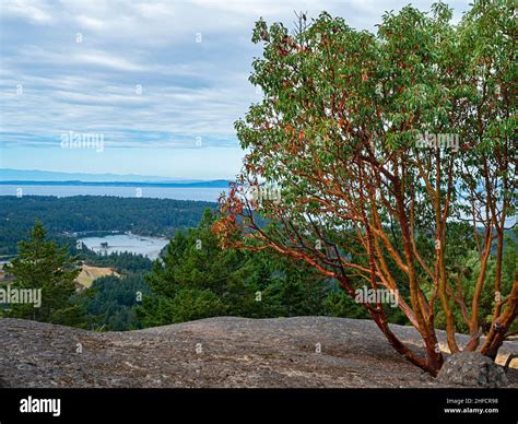 Wa21133 00washington Pacific Madrone On The Summit Of Young Hill
