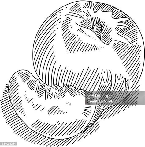 Peach Sketch Photos And Premium High Res Pictures Getty Images